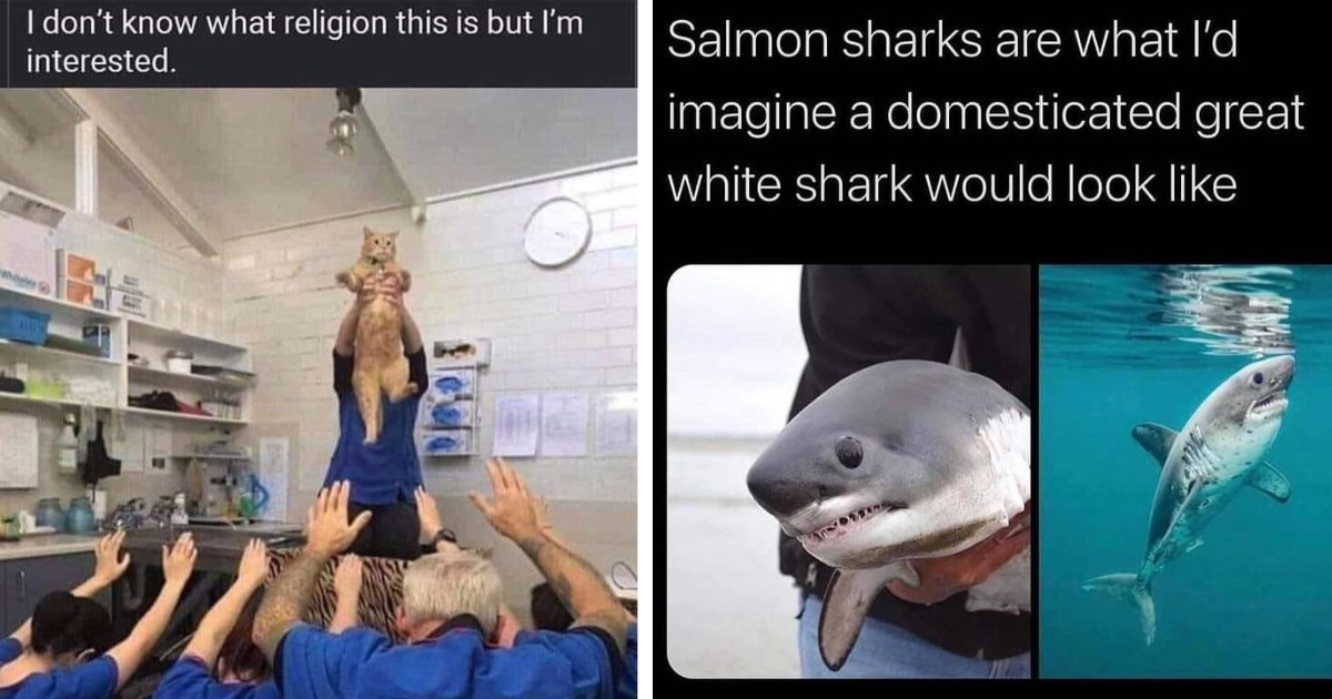 Adorable Animal Meme Party: Start Your Weekend Celebrations Right Now ...