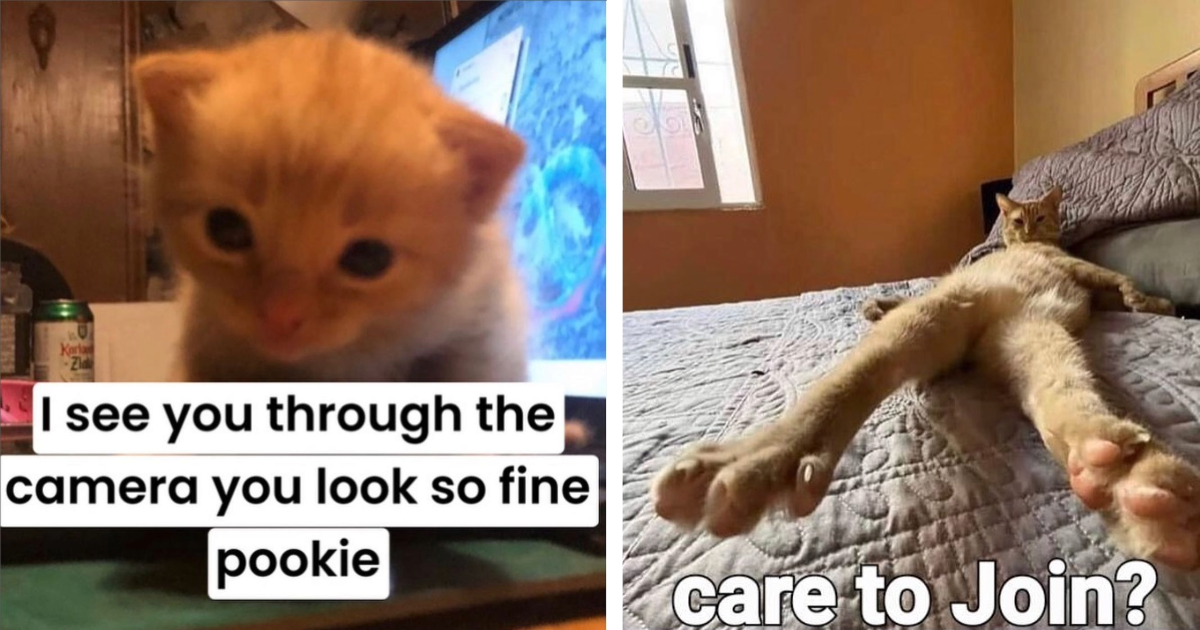 Heartwarming Memes Of Romantic Cats To Remind Us What True Love Is - I ...