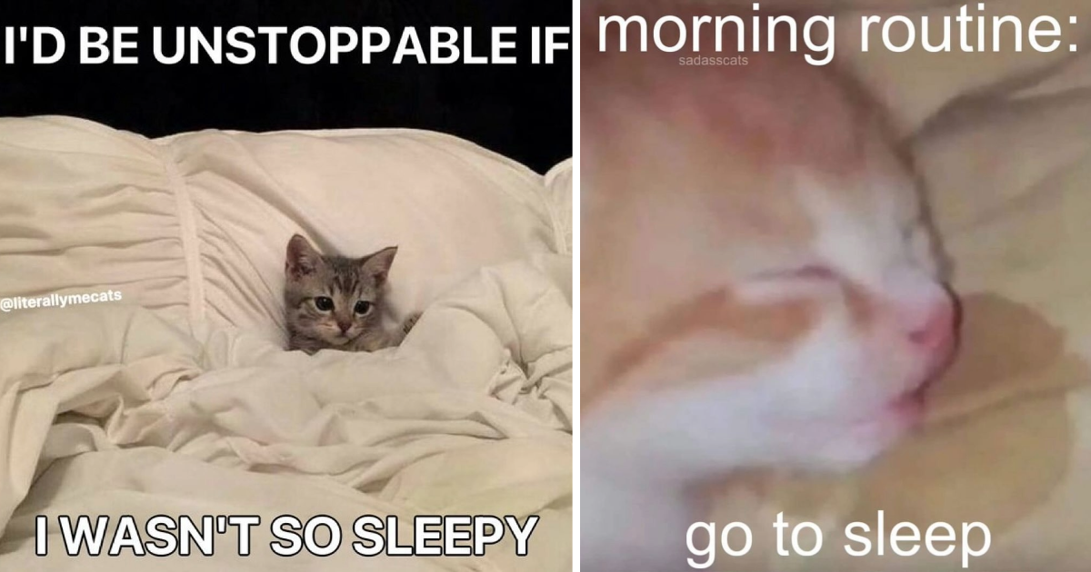Sleepy Saturday Cat Memes: To Help You Stay In Bed A Little Longer - I ...