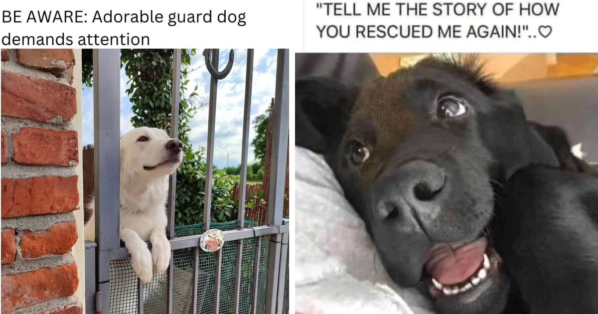 Happy Wholesome Dog Memes To Set The Tone For A Wonderful Weekend ...