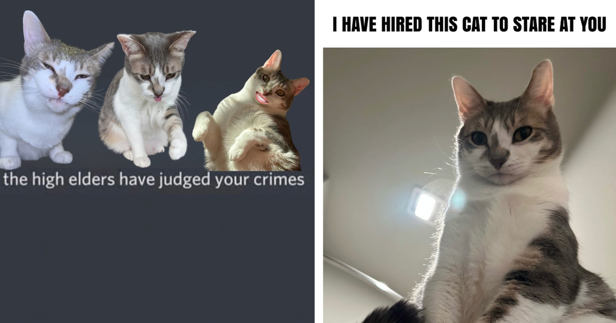 Cute And Clawminal Cat Memes In Honor Of Caturday - I Can Has Cheezburger?