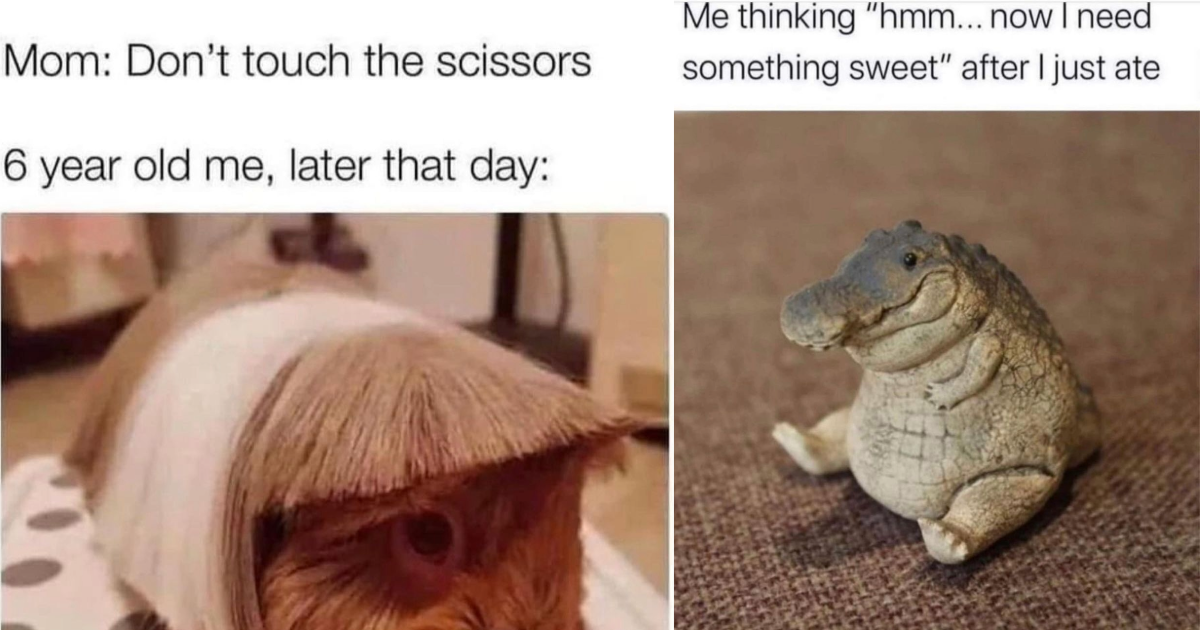 Sweet Cuddly Animal Memes For A Sublime Saturday Scroll In The Park ...