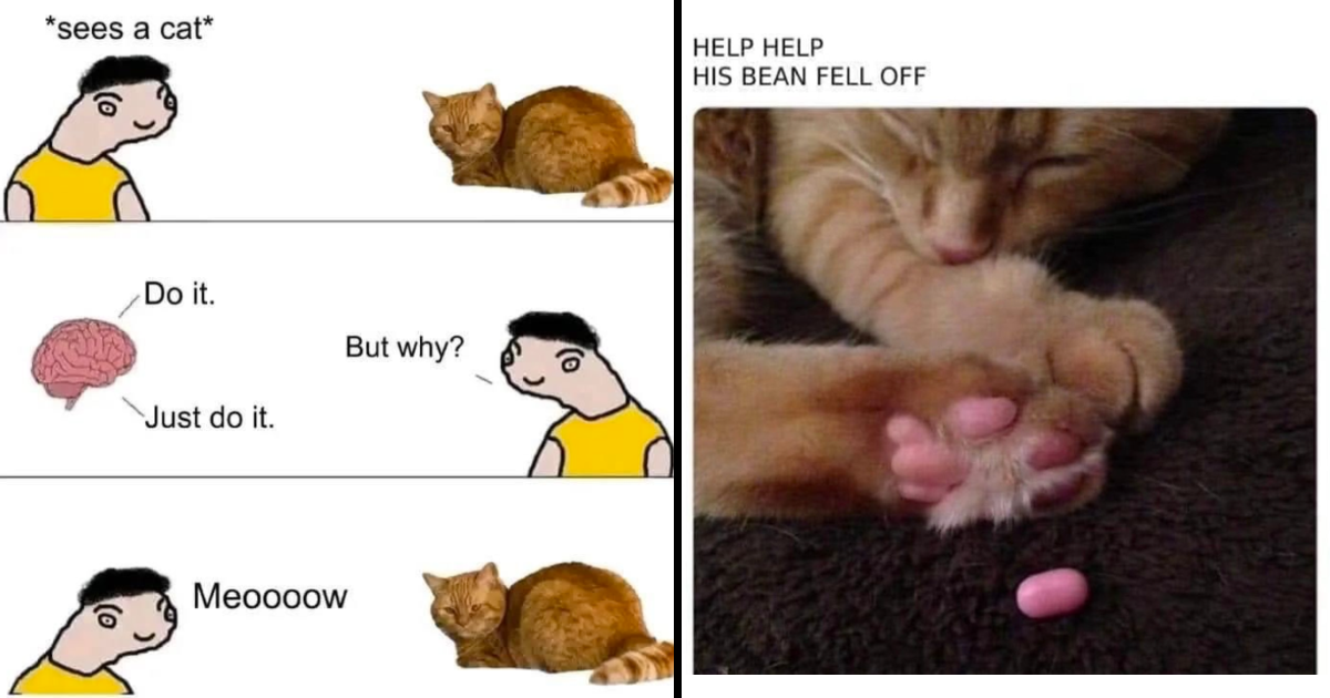 Weekly Treat of Cat Memes for Feline Fanatics (December 20, 2023 ...