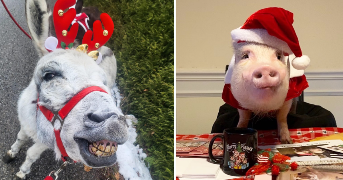 23 Fun Festive Farm Animals Adding Cheer To The Holiday Season - Animal ...