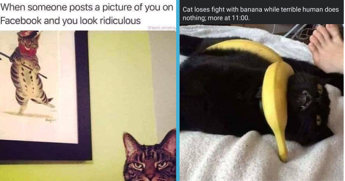 45 Feisty Feline Funnies In The Form Of Cat Memes To Spice Up Your Caturday With A Pinch Of ...