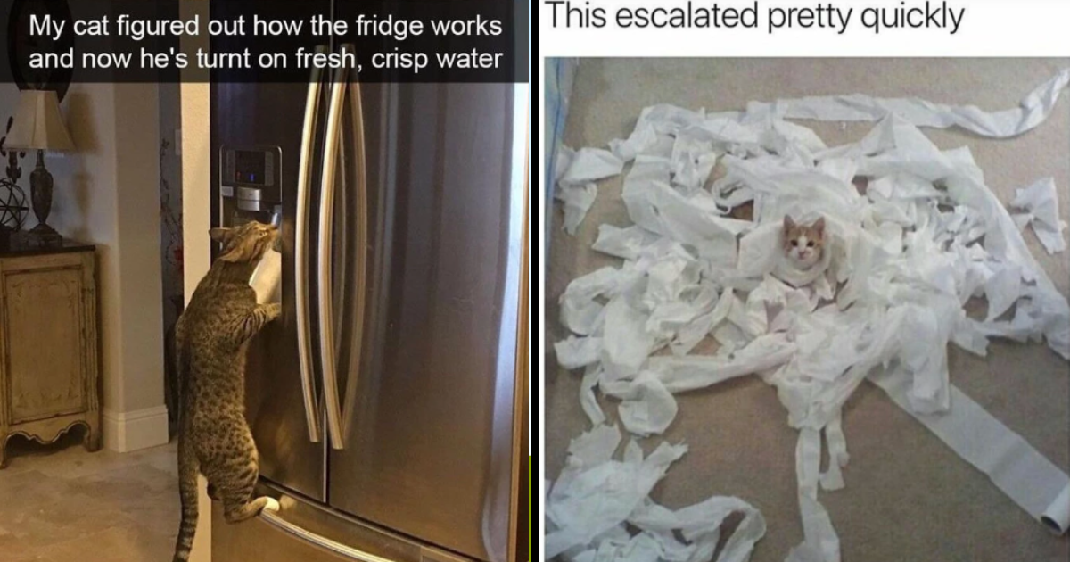 Fantastic Friday Feast Of 23 Funny Feline Memes For A Purrfect End To The Week - I Can Has ...