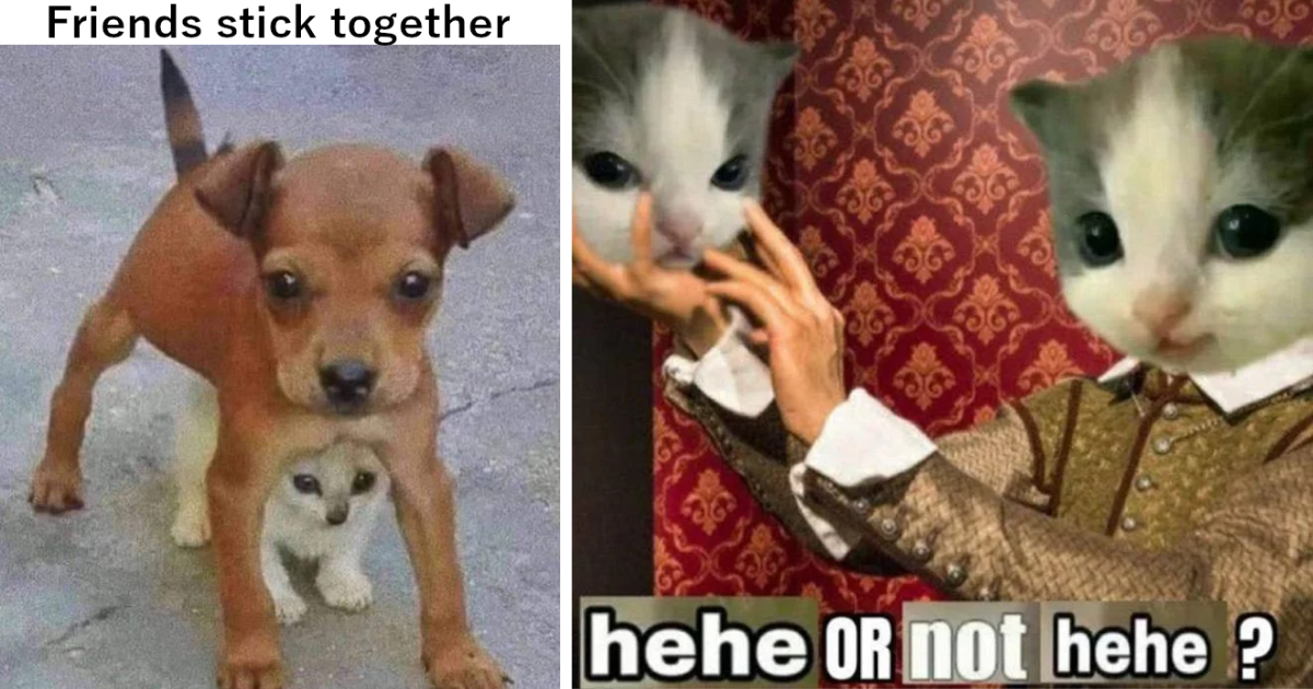 25 Cute And Sassy Cat Memes To Cuddle With At Home (December 21, 2023) - I Can Has Cheezburger?