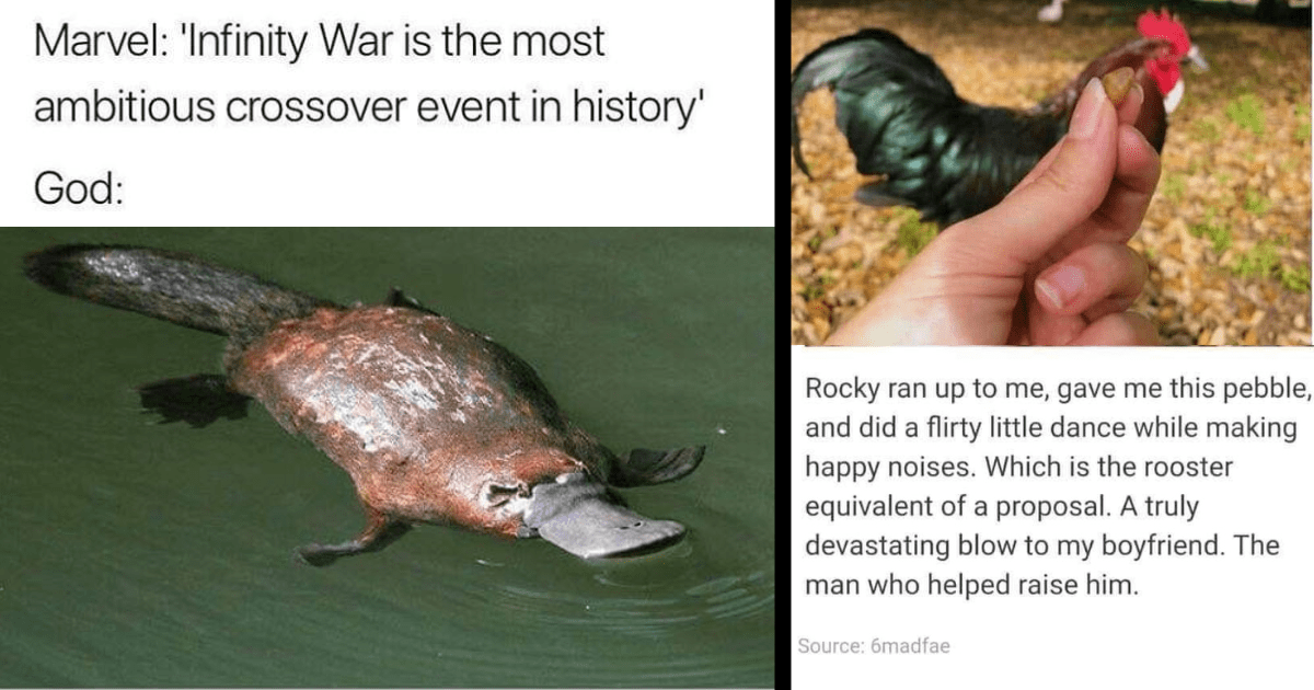 41 Funniest Animal Memes To Help You Giggle Your Way Into Christmas Day ...