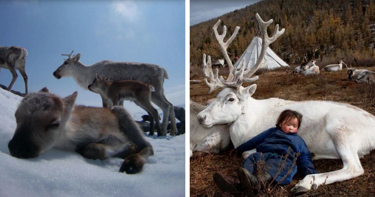 24 Ravishing Reindeer Pics To Spread Some 'Aww's And Christmas Cheer To ...