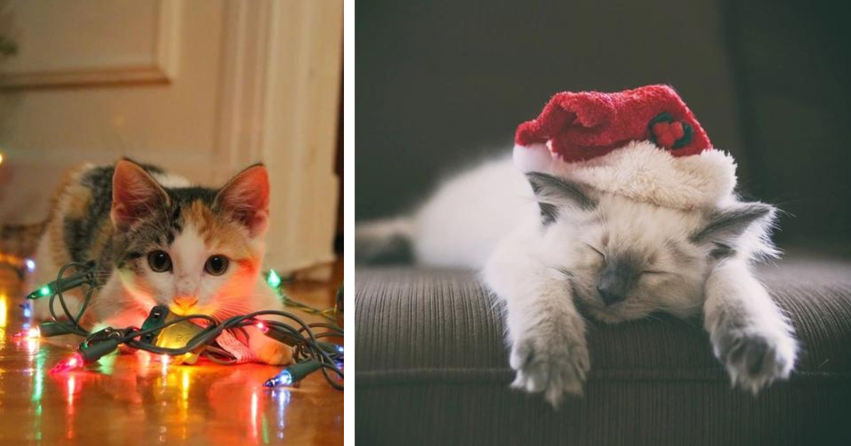 Meowry Christmas: 31 Adorable Cats Getting Into The Holiday Spirit - I ...
