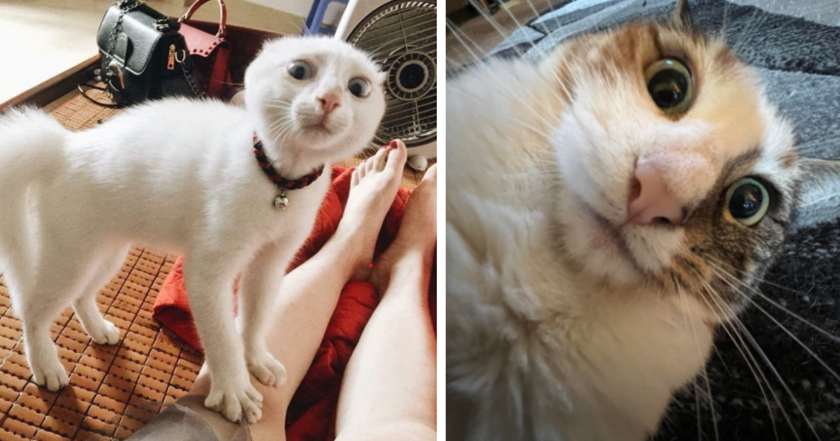 Aghast, Abashed, and Flabbergast: 20 Cat Photos That Purrfectly Embody ...