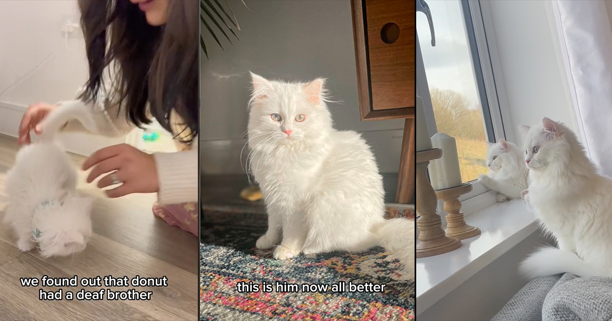 Cat Parents Find Out Their Tiny Rescue Kitten Named Donut has a Sick ...