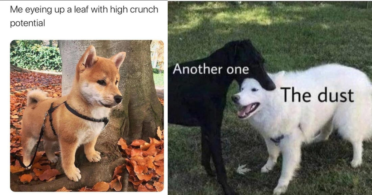 32 Ear Flopping Dog Memes That Will Have You Barking Up the Funny Tree ...