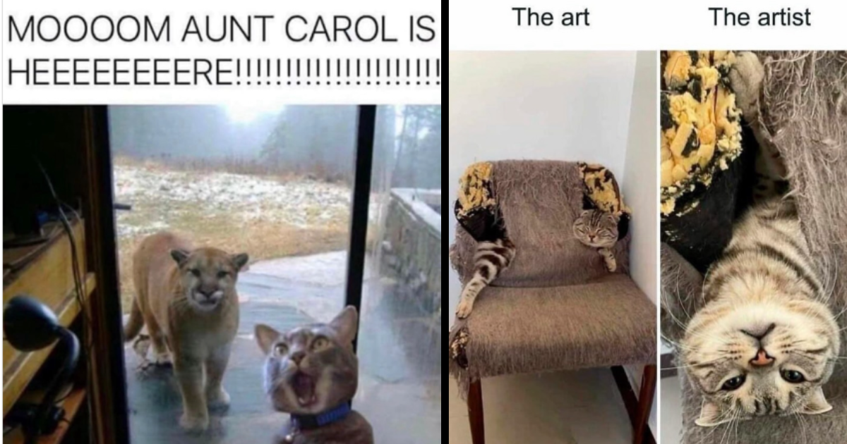 24 Hilarious Cat Memes For A Purrfectly Pawsome Day Of Feline Fun - I ...