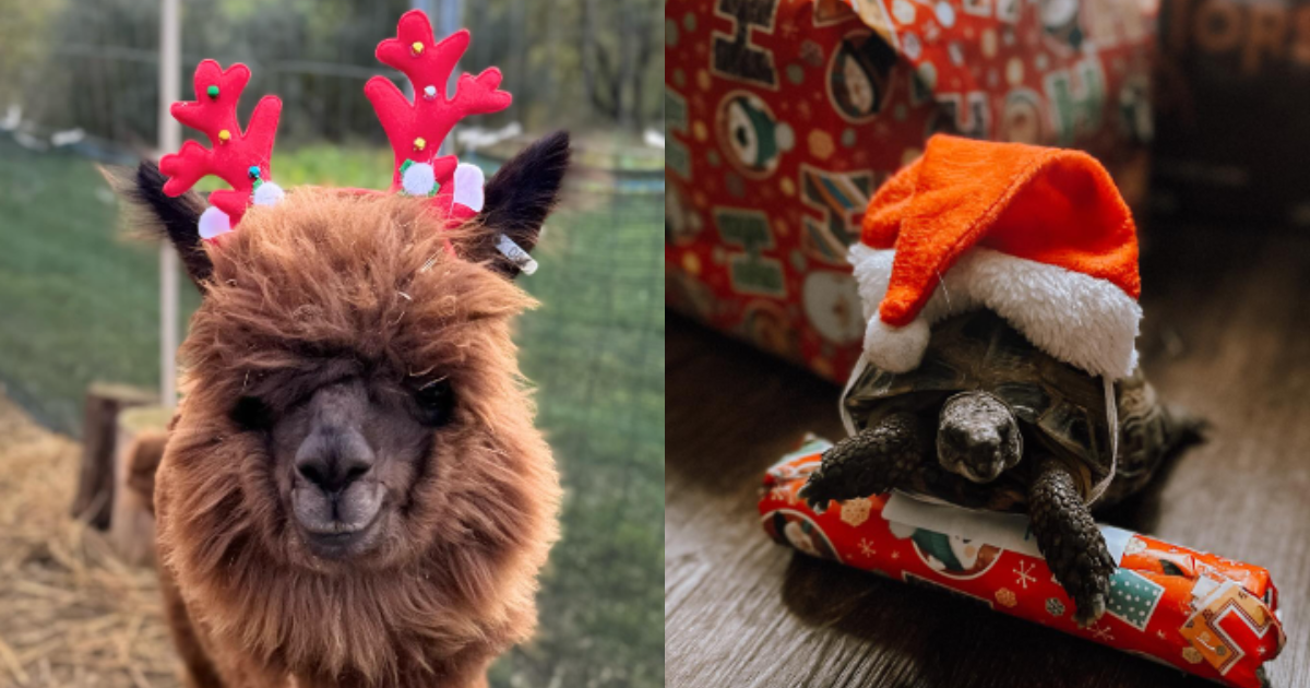 21 Fun Festive Friendly Animals Cheerfully Celebrating Christmas Day In ...