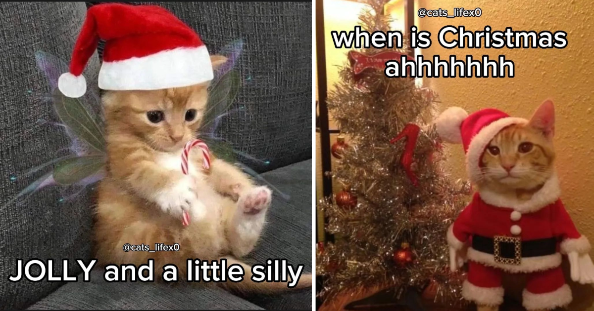 Silly Cat Memes To Fill Your Sunday With The Essence Of Feline Sass - I ...
