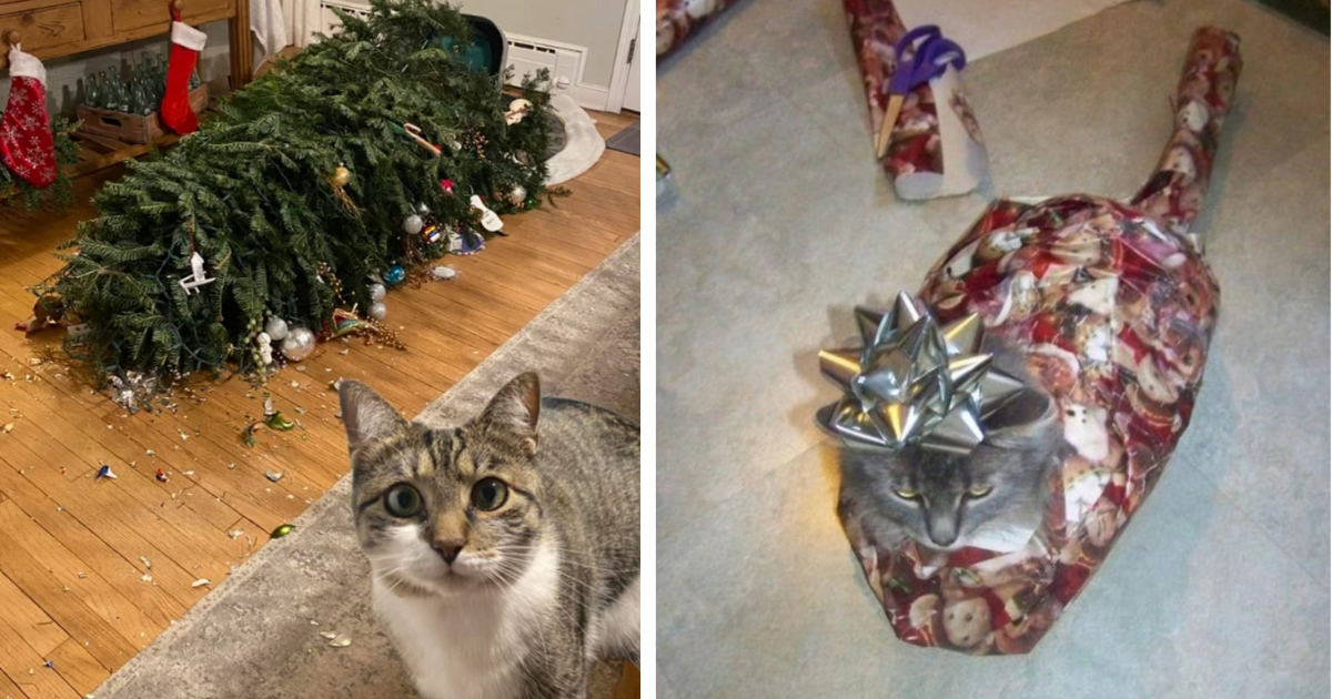 Have A Meowy Christmas With 28 Wholesomely Funny Feline Photos For A ...