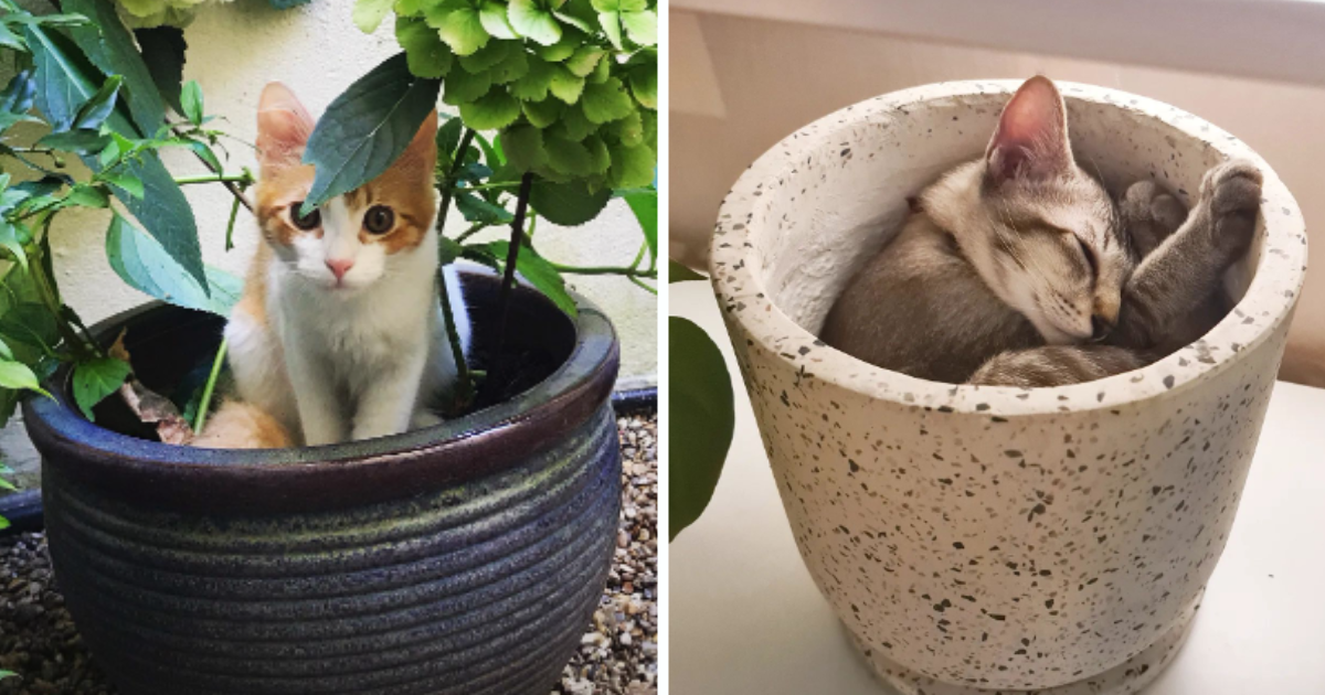 22 Cute Cozy Cats Curled Up In Pot Plants For A Pawsitively Purrfect ...