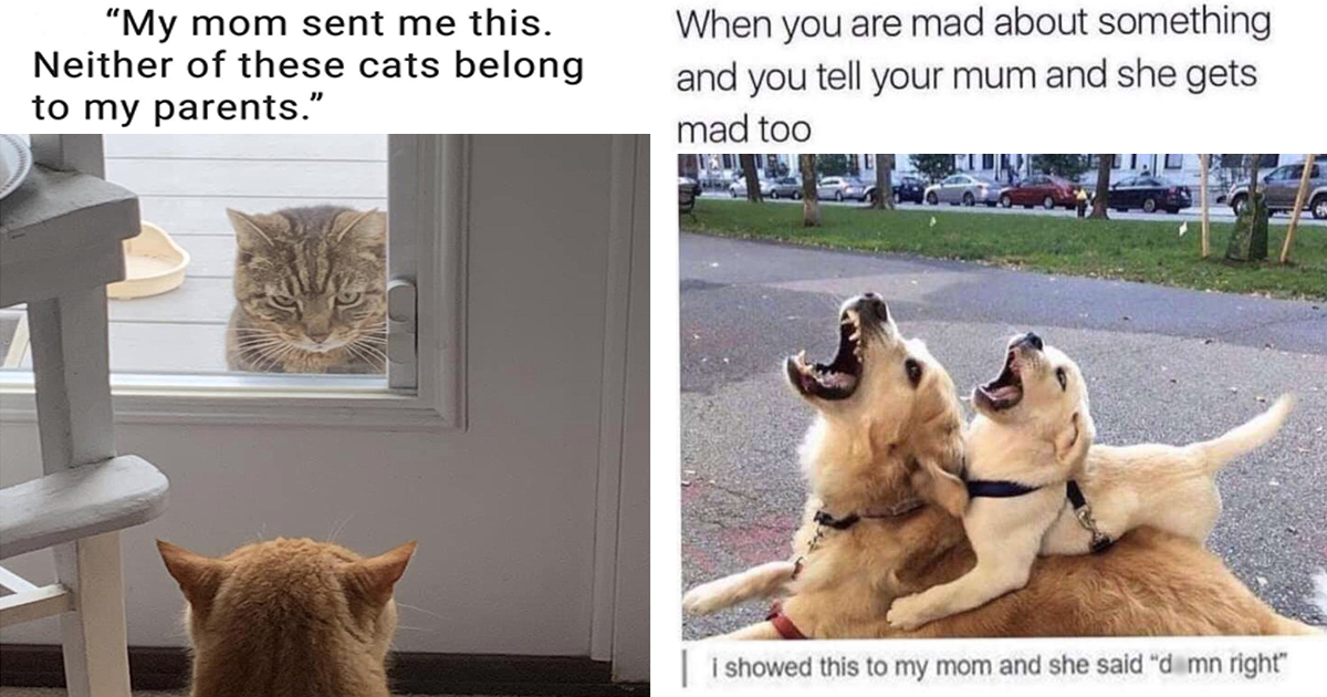 Mid-Week Pick Me Up: Fresh And Fabulous Memes For Every Animal Person ...