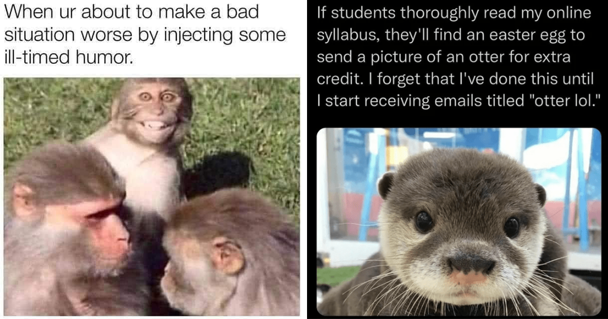 Wake Up With The Funniest Animal Memes Of The Week To End Your Weekend ...