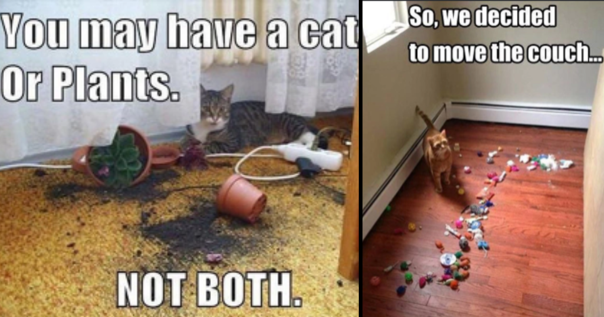 Terrific Tuesday With 32 Purrfectly Cute Cat Memes For Some Whisker ...