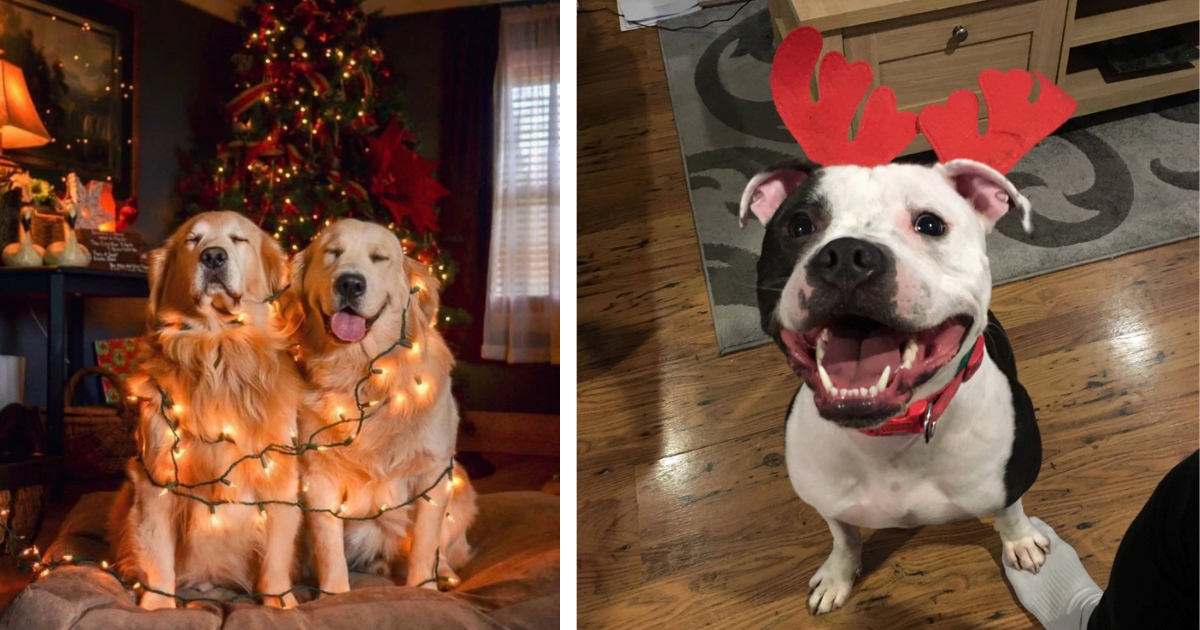 A Jolly Jamboree Of Flufftastically Charming Doggos That Are Santa's ...