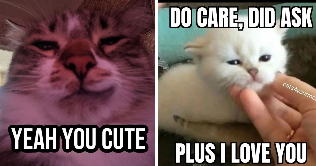 Romantic Cat Memes To Warm Your Heart On This Frigid Day - I Can Has Cheezburger?