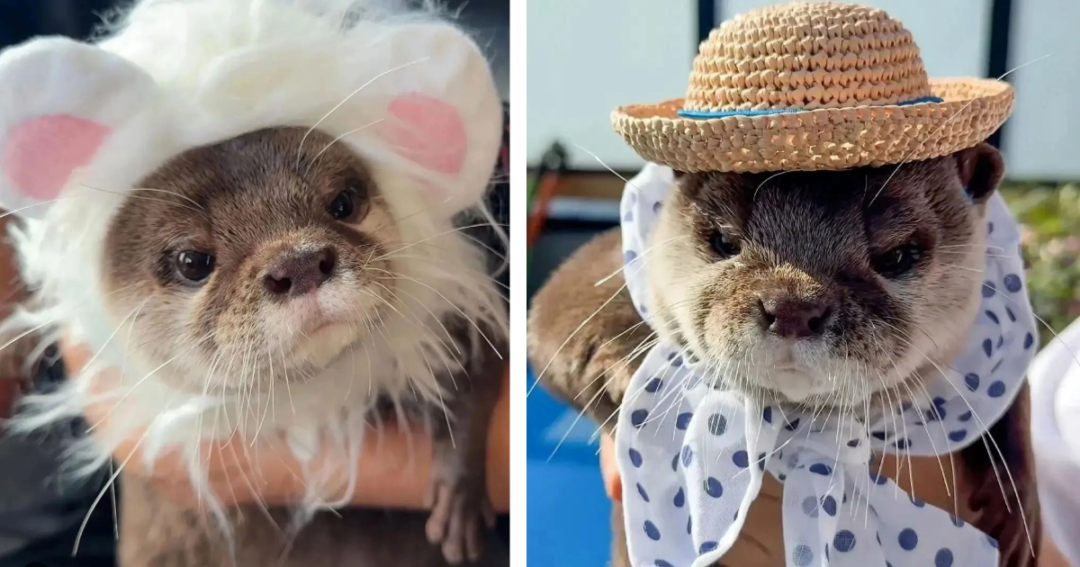 Pawdorable Otter Pics To Perk You Up For The Work Day - Animal Comedy - Animal Comedy, funny ...