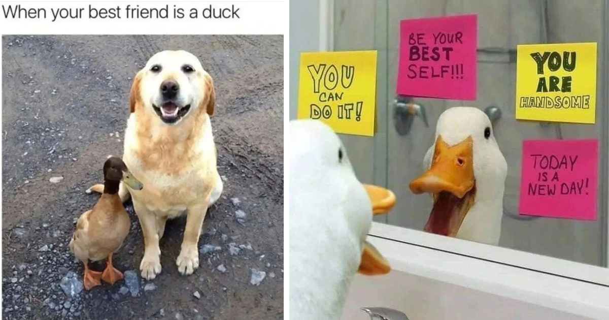 Delightful Duck Pics And Memes To Add A Quirky Flavour To Your Day - Animal Comedy - Animal ...