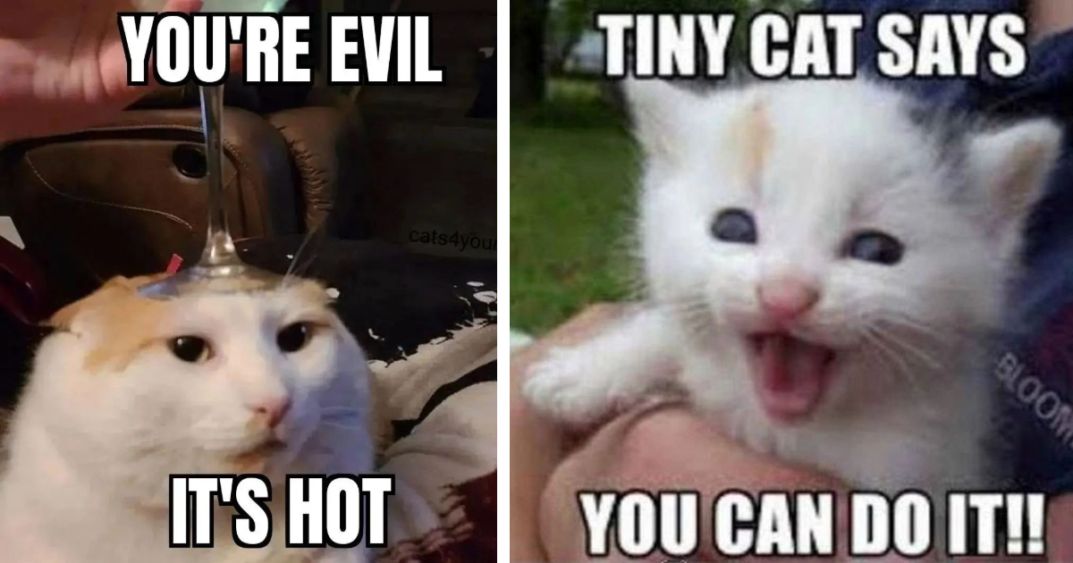 Loud Cat Memes To Drown Out The Sound Of Your Co-Workers - I Can Has ...