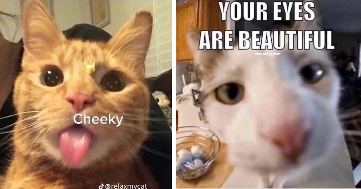 Wholesome Mid-Week Memes Of Sweet Cats To Get You Over The Hump - I Can ...