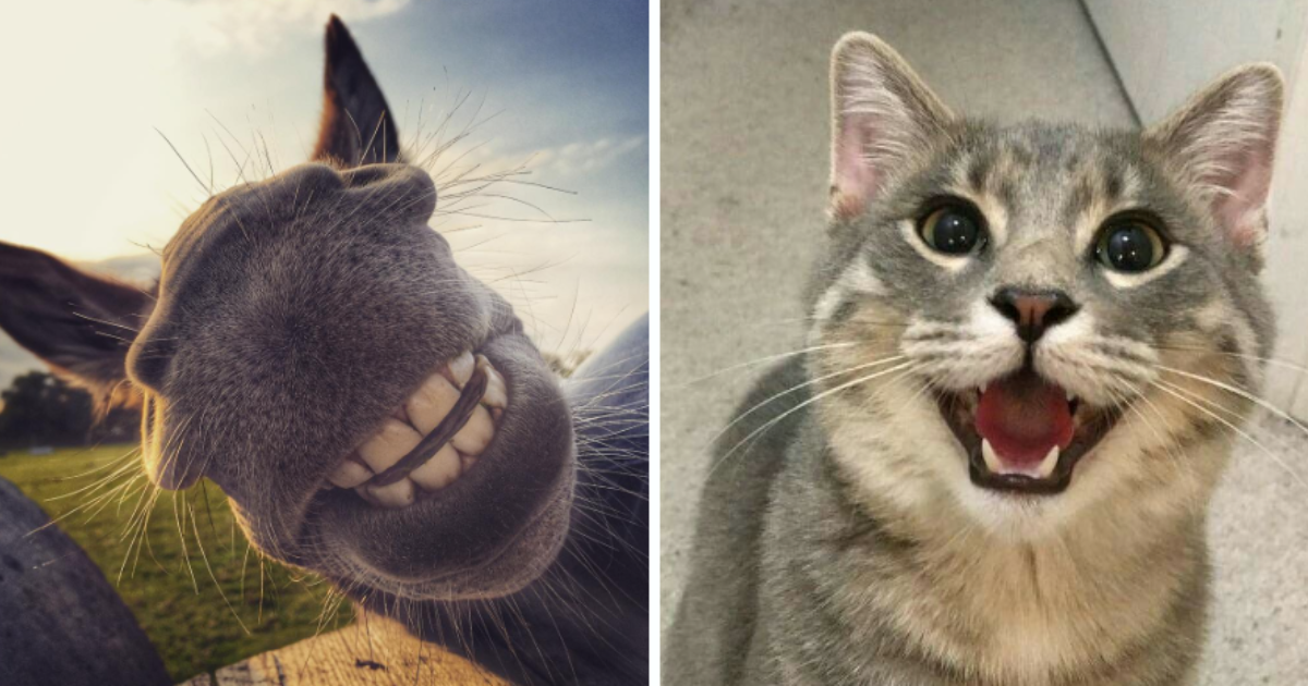 Say Cheese: 24 Awwdorable Animals Spreading Sparkling Smiles - Animal ...