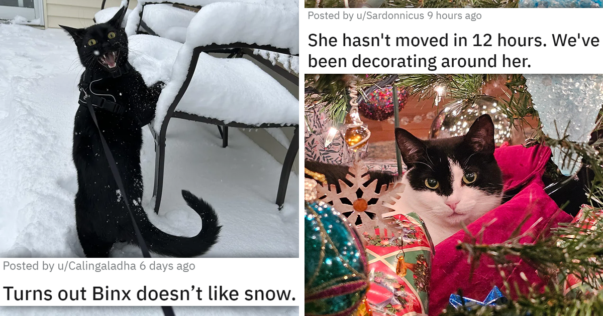 Daily Dose Of Cute This Weeks Best Compilation Of Cats Captured In
