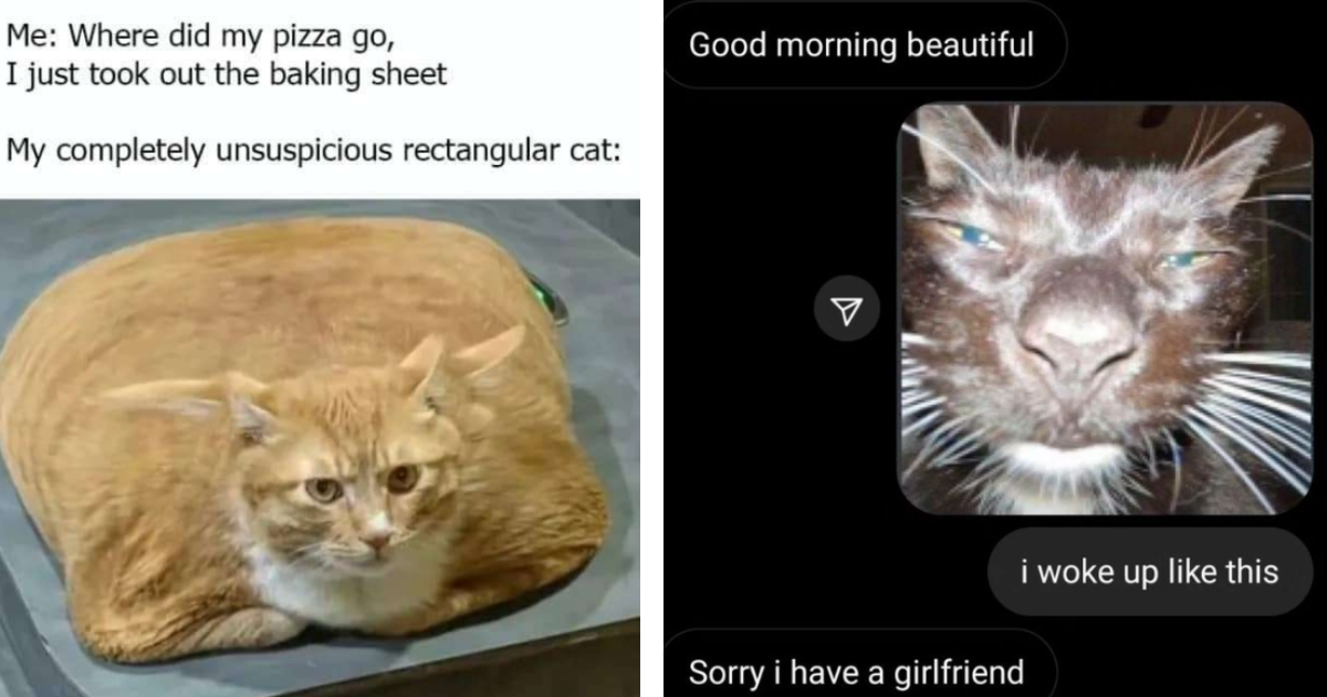 26 Hissterical Cat Memes to Brighten Up the Purrfectly Aww-inducing ...