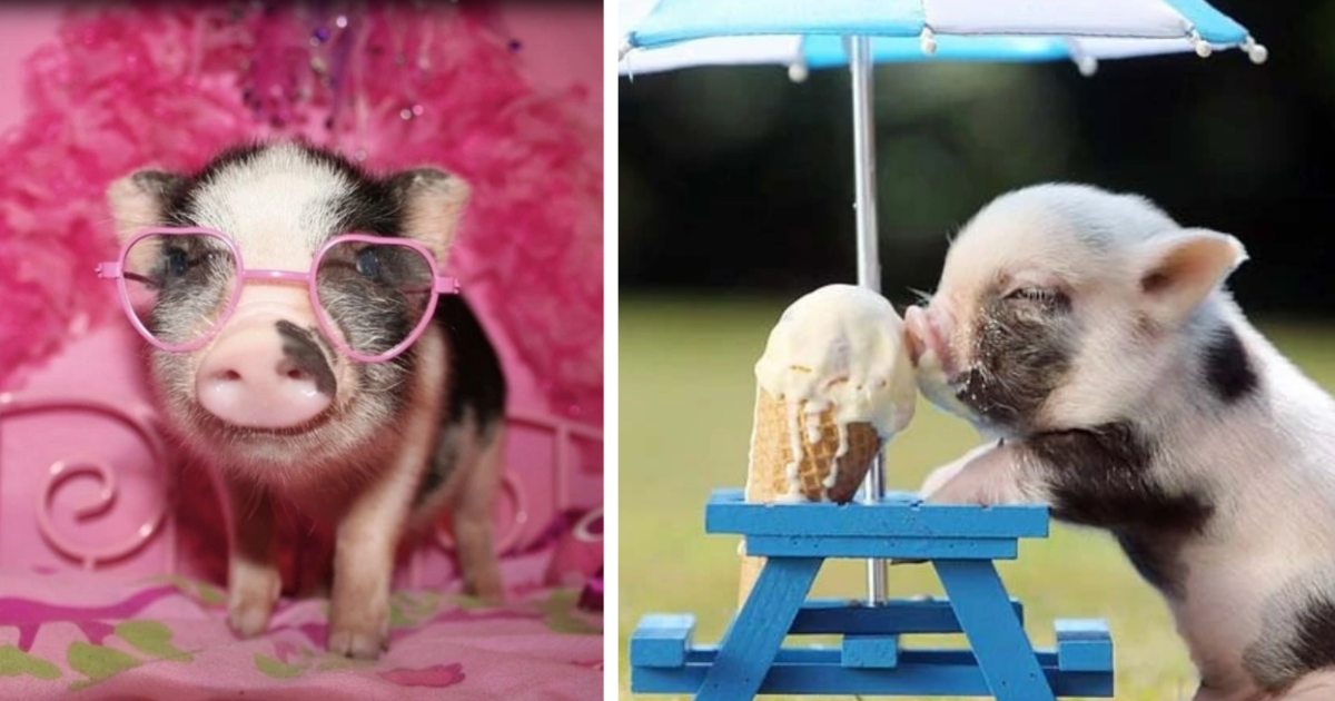 A Piggy Parade Of Petite Proportions: 27 Tiny Teacup Pigs To Add A Cup ...