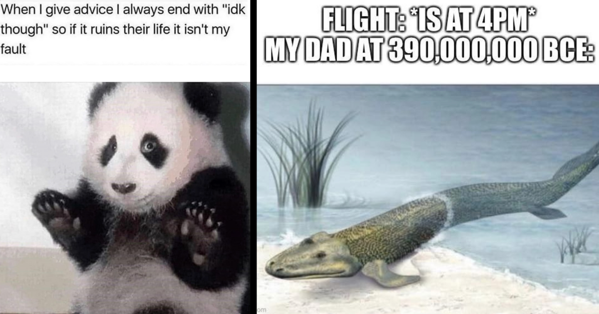 36 Funniest Animal Memes To Help You Giggle Your Way Out Of The Office ...