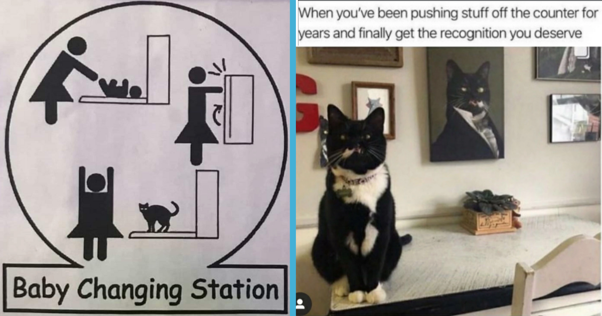 36 Funny Feisty Funny Felines In Meme Form For A Furrnomenal Feast Of ...