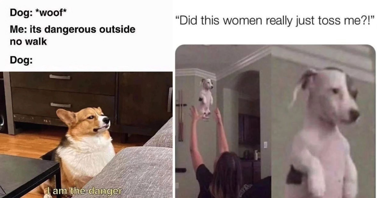 Heartwarming Mid-Week Dog Memes To Leave You Laughing Til Friday ...