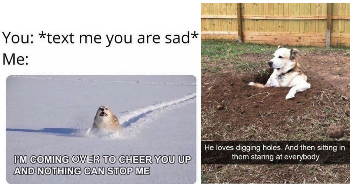 Pawdorable Dog Memes For When You Are Feeling A Little Ruff - Animal ...