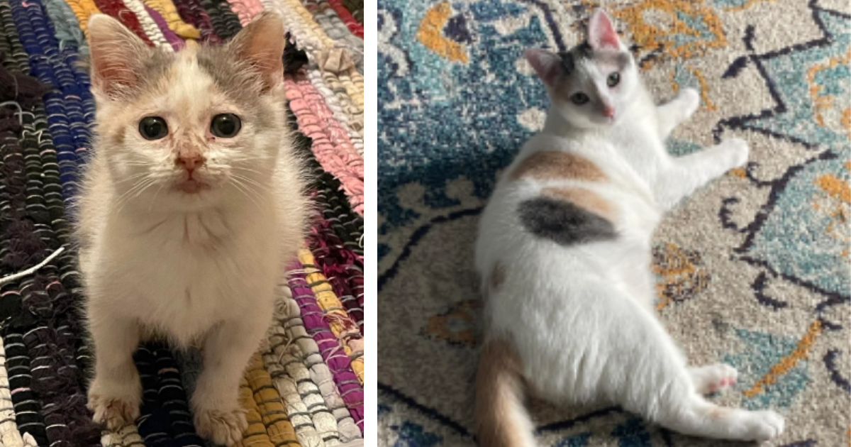 Heartwarming and Harrowing Before & After Shots: 20 Photos of Recovered ...