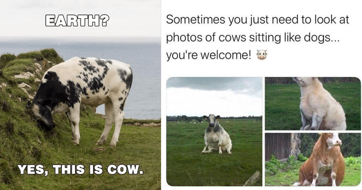 Take a Moo-ment to Digest These 25 Cow Memes - Animal Comedy - Animal Comedy, funny animals ...