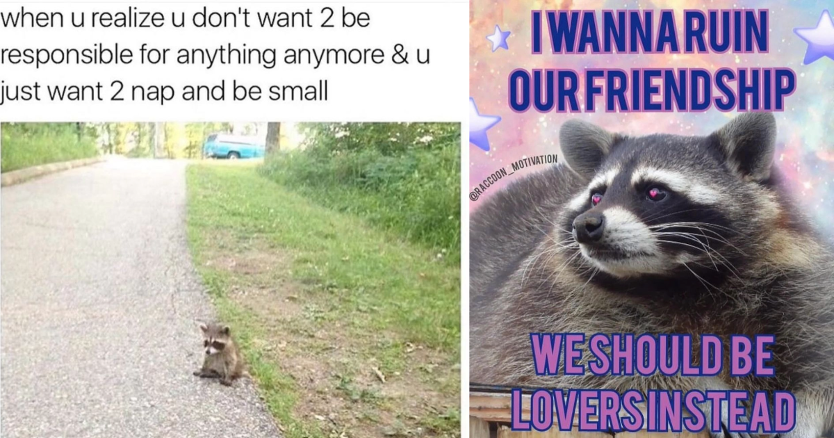 Hissterical Memes From The Random World Of Raccoons To Elevate Your Day ...