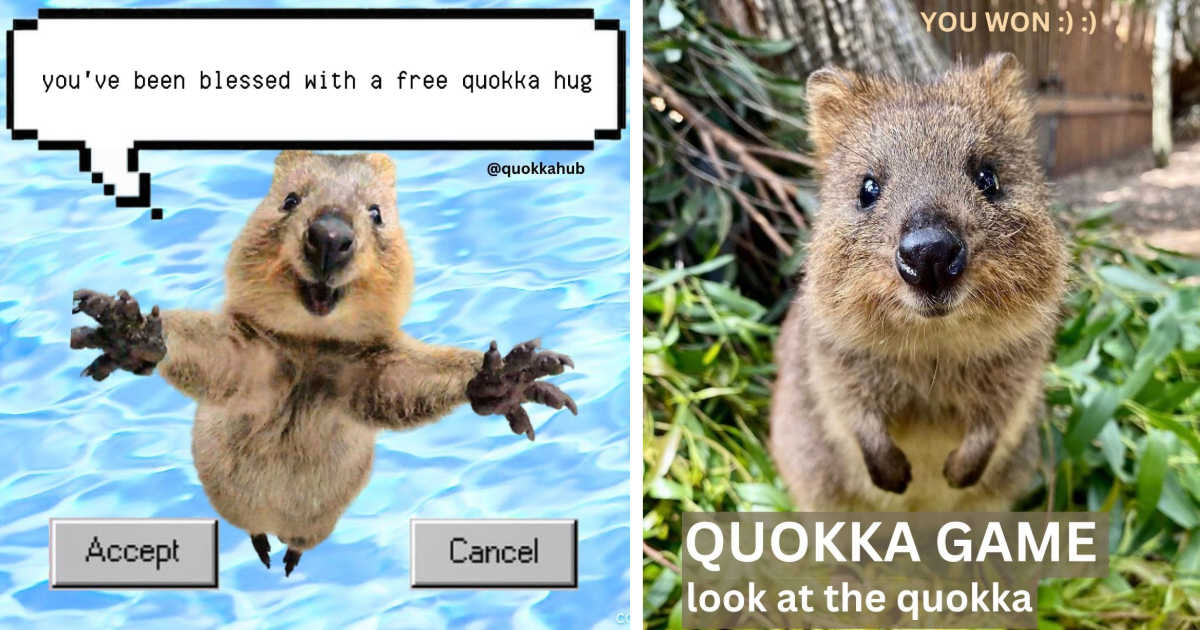 Quirky Quokka Photos And Memes For Your Cute Smile Inspiration - Animal Comedy - Animal Comedy ...