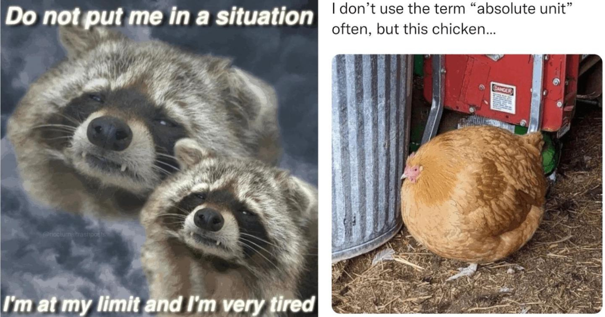 33 Random Animal Memes for Some Uncontrollable Wild Smiles - Animal ...