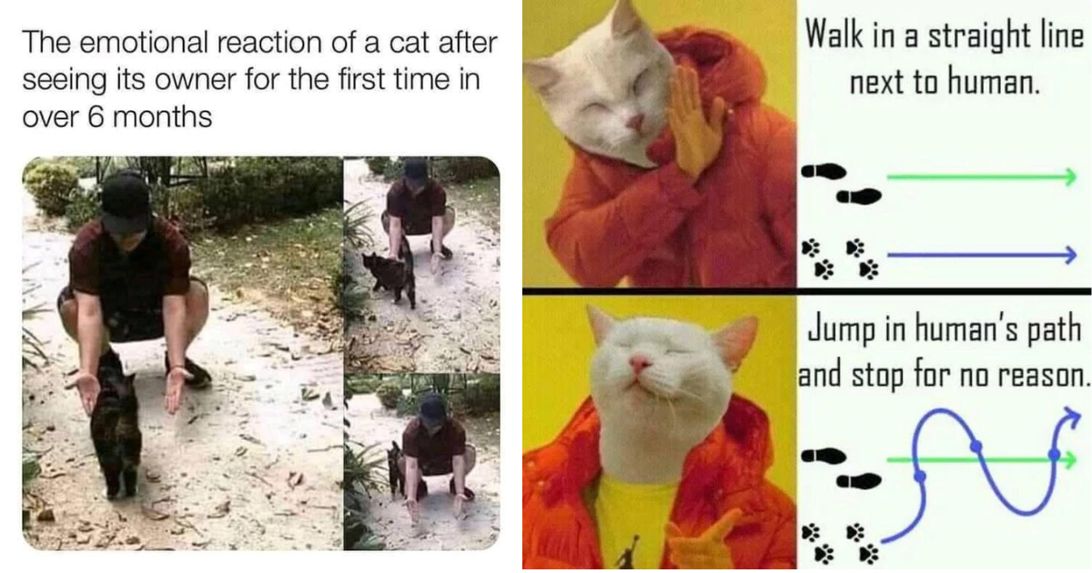 Feline Frenzy With These 25 Unhinged Cat Memes - I Can Has Cheezburger?