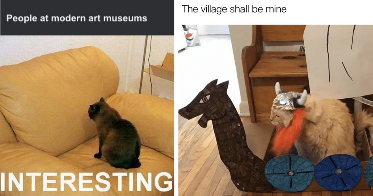 2023 Wrap-Up: 50 Best Cat Memes Of The Year To Chuckle Through The ...