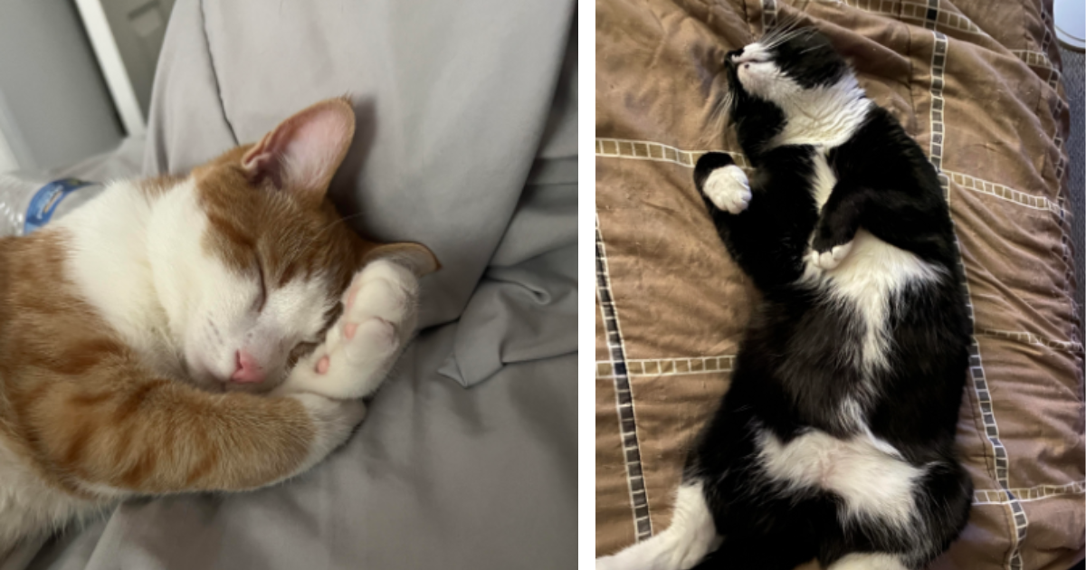 20 Cute Cuddly Cat Photos to Start Your Weekend With the Snooze Button ...