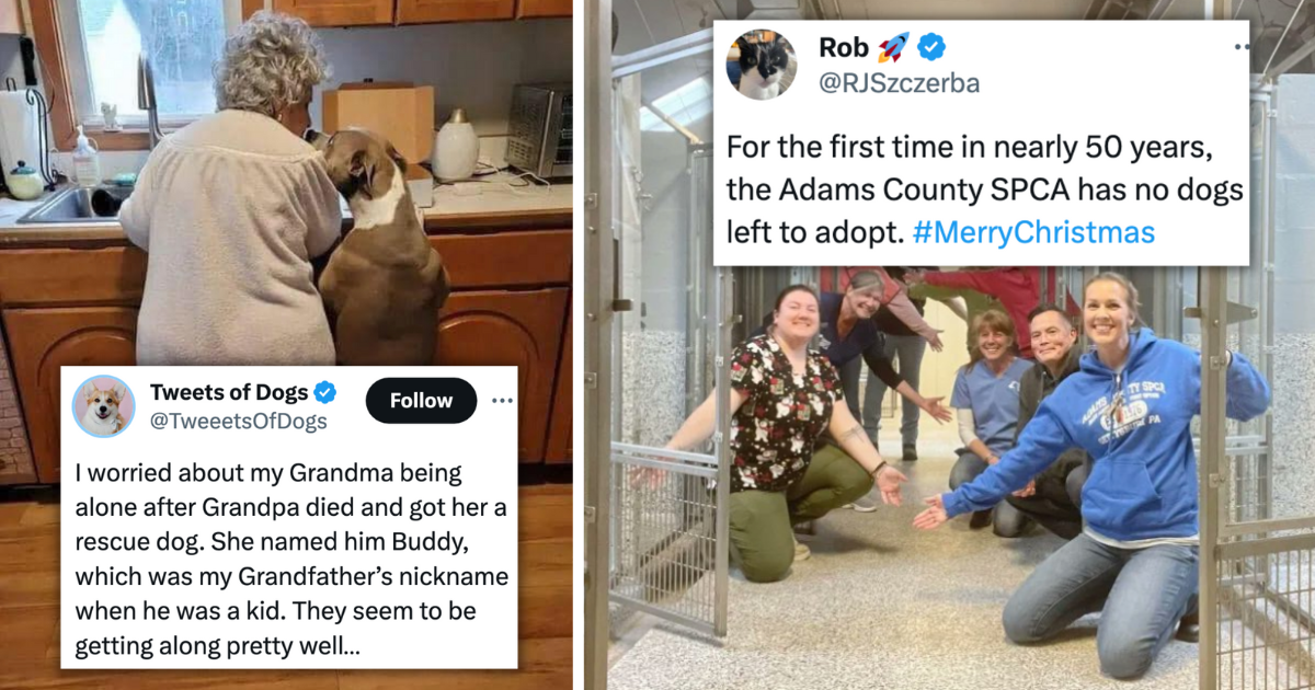 The 50 Best Animal Tweets Of The Year To End The Year On A Pawsitively ...