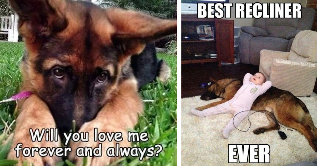 Jovial German Shephard Memes To Guard You Through The Weekend - Animal ...