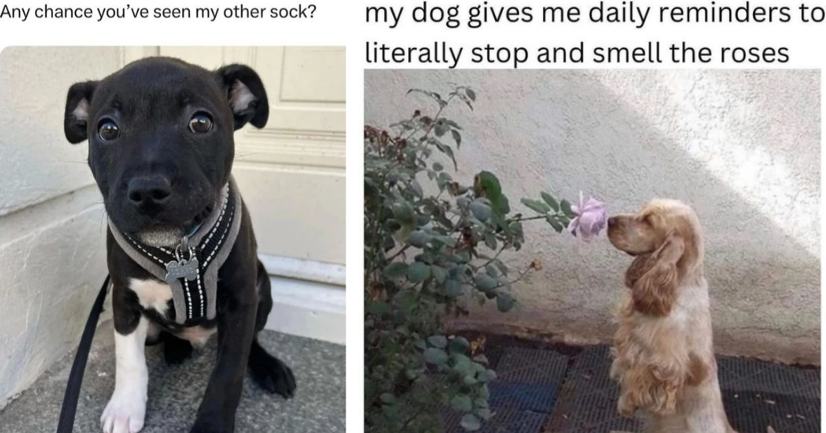 Wholesome Happy Dog Memes To Keep Your Tail Wagging All Weekend Long ...